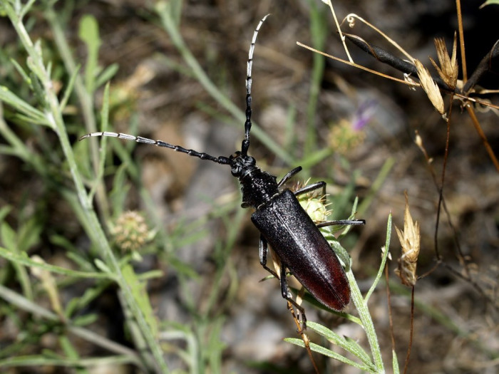Préconisation lors de la présence du Grand capricorne - Cerambyx cerdo ...
